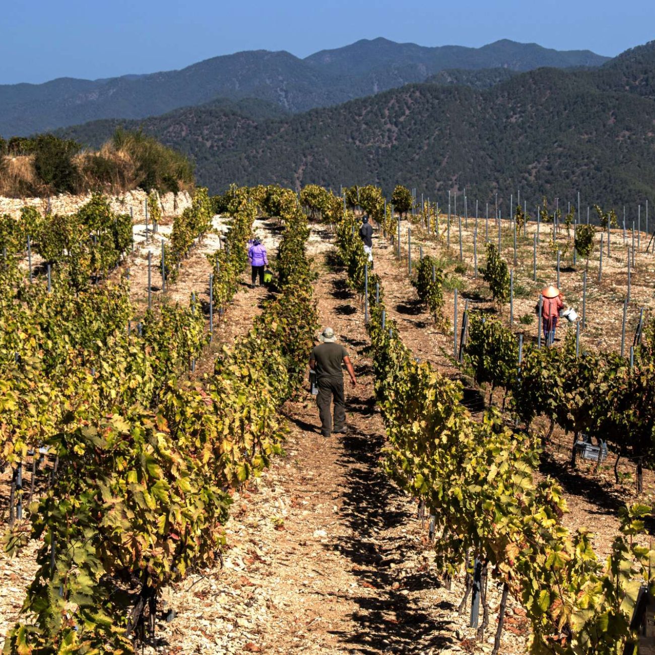 Discover Cypriot Wines | Zambartas Wineries