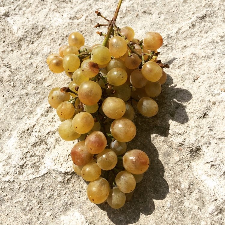 Release of Zambartas Promara - Zambartas Wineries